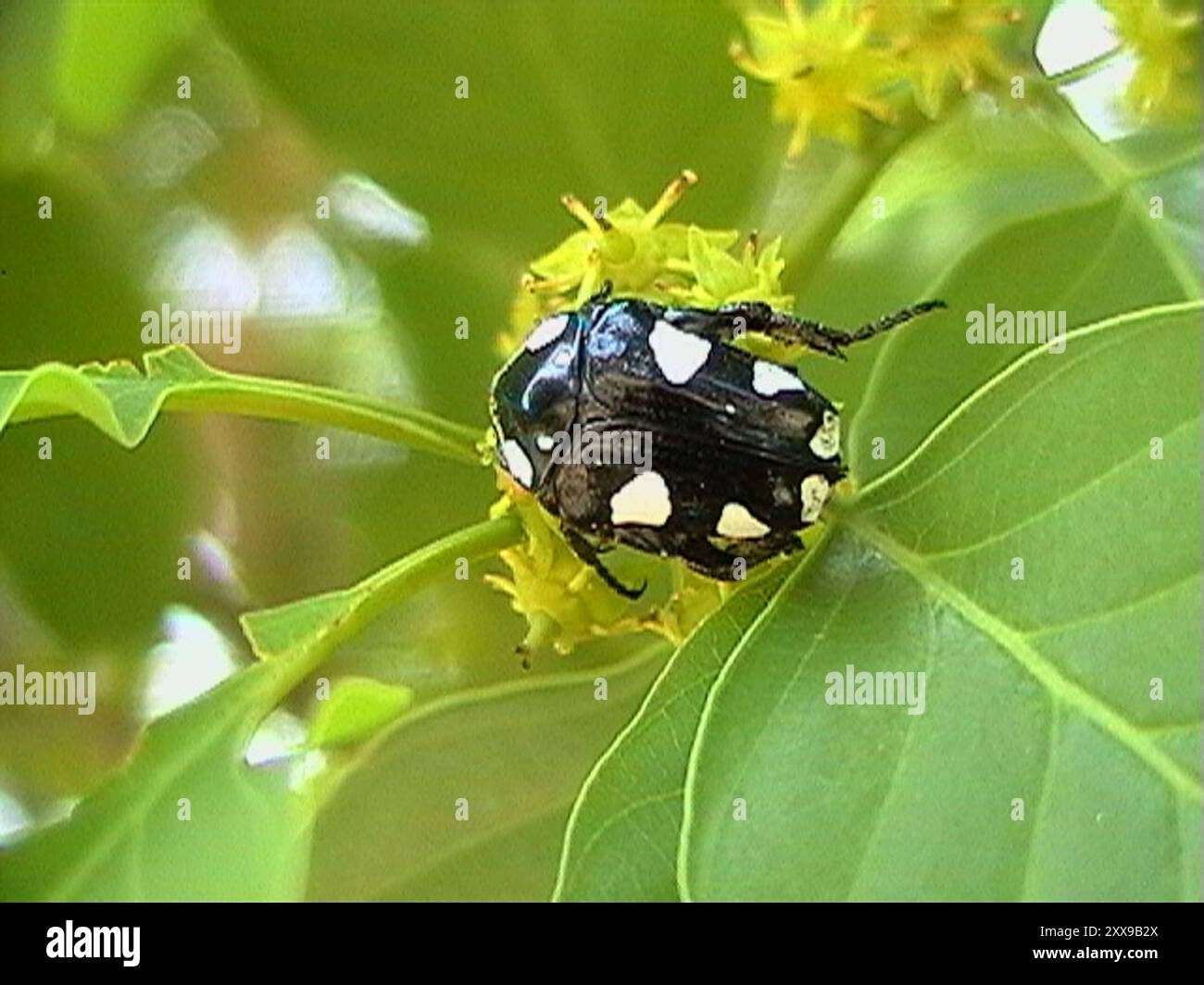 White-spotted Fruit Chafer (Mausoleopsis amabilis) Insecta Stock Photo ...