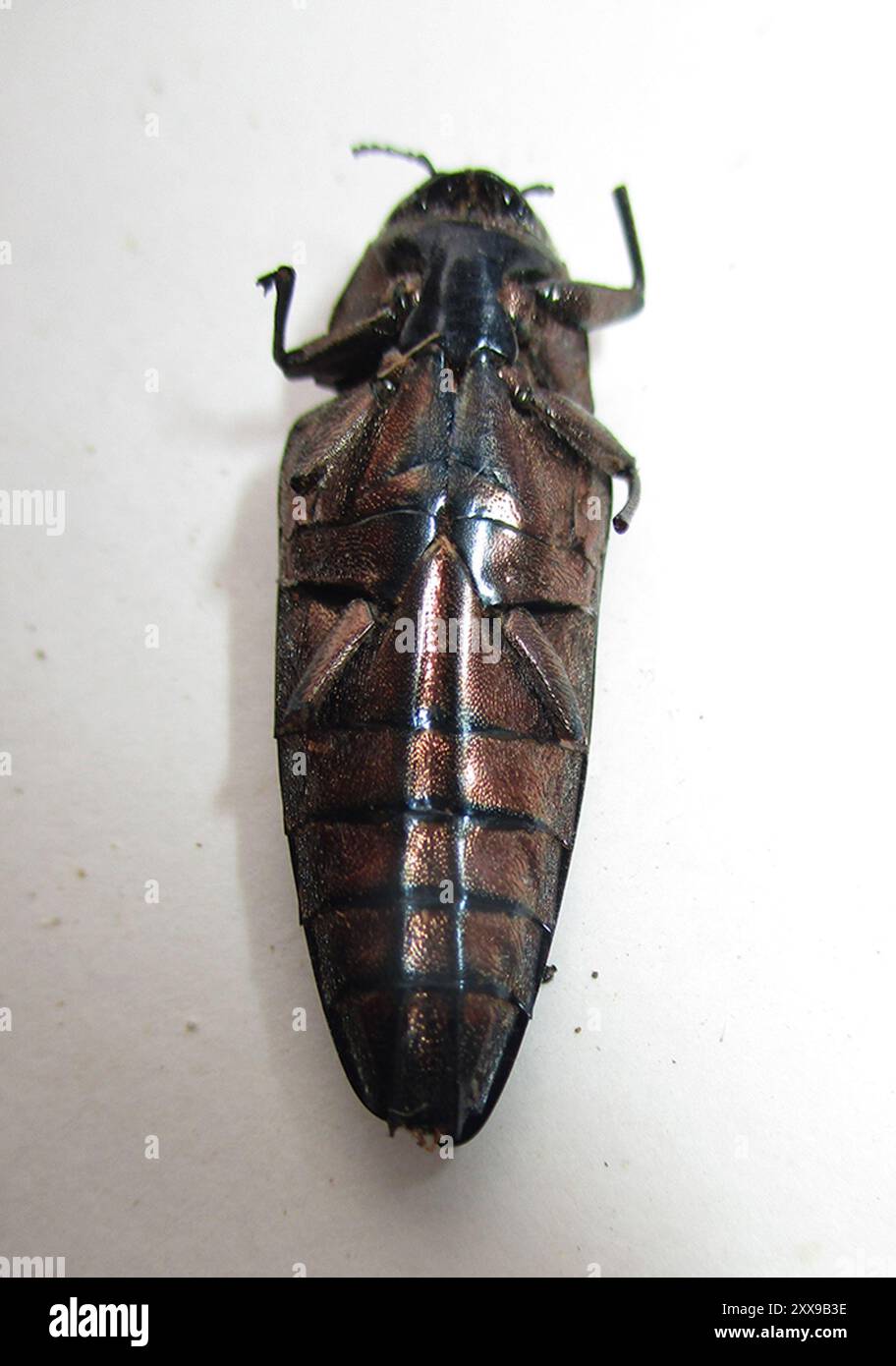 (Belionota championi) Insecta Stock Photo - Alamy