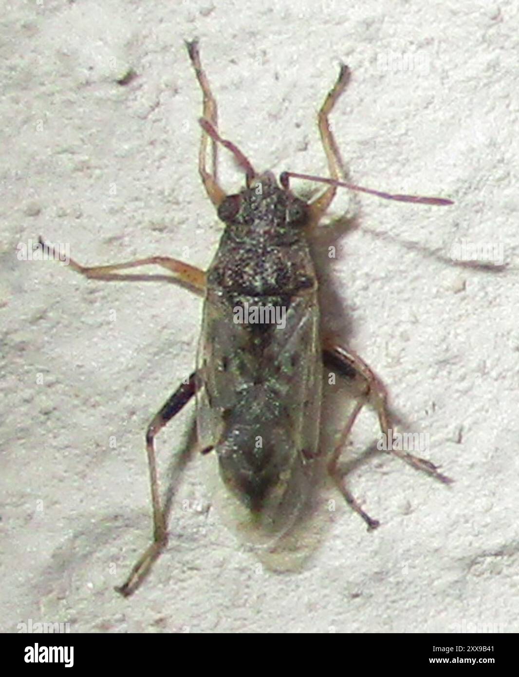 False chinch bugs (Nysius) Insecta Stock Photo - Alamy