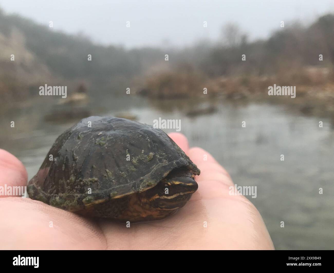 Eastern Musk Turtle (Sternotherus odoratus) Reptilia Stock Photo - Alamy
