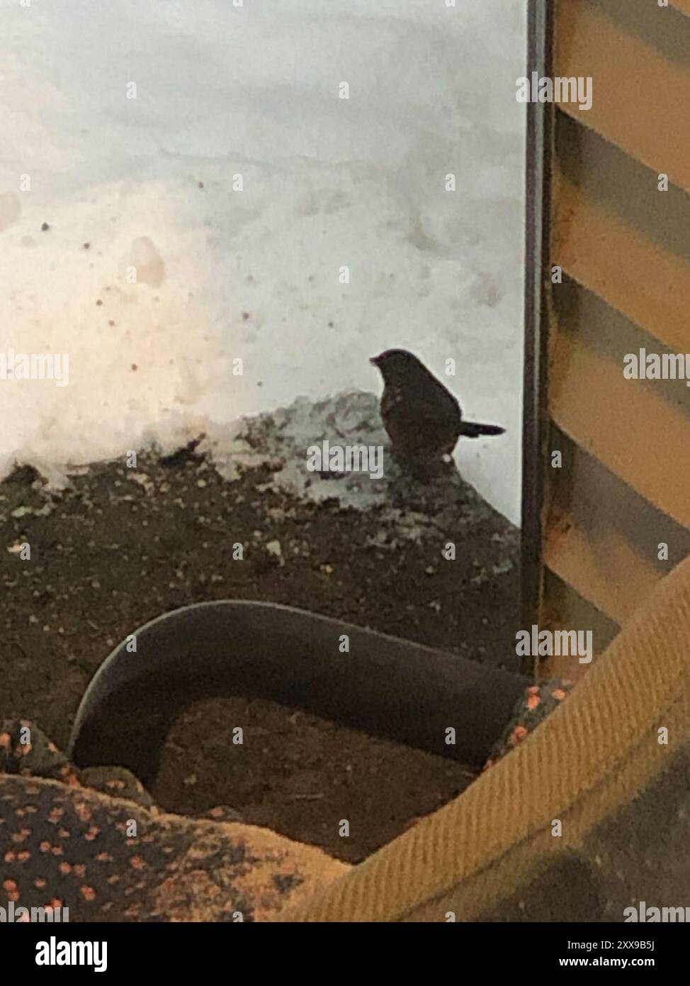 New World Sparrows (Passerellidae) Aves Stock Photo - Alamy