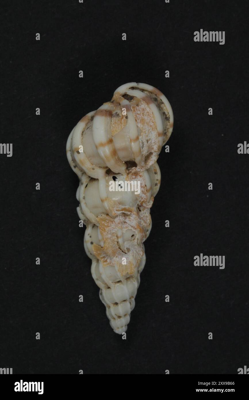 Common Wentletrap (Epitonium clathrus) Mollusca Stock Photo - Alamy