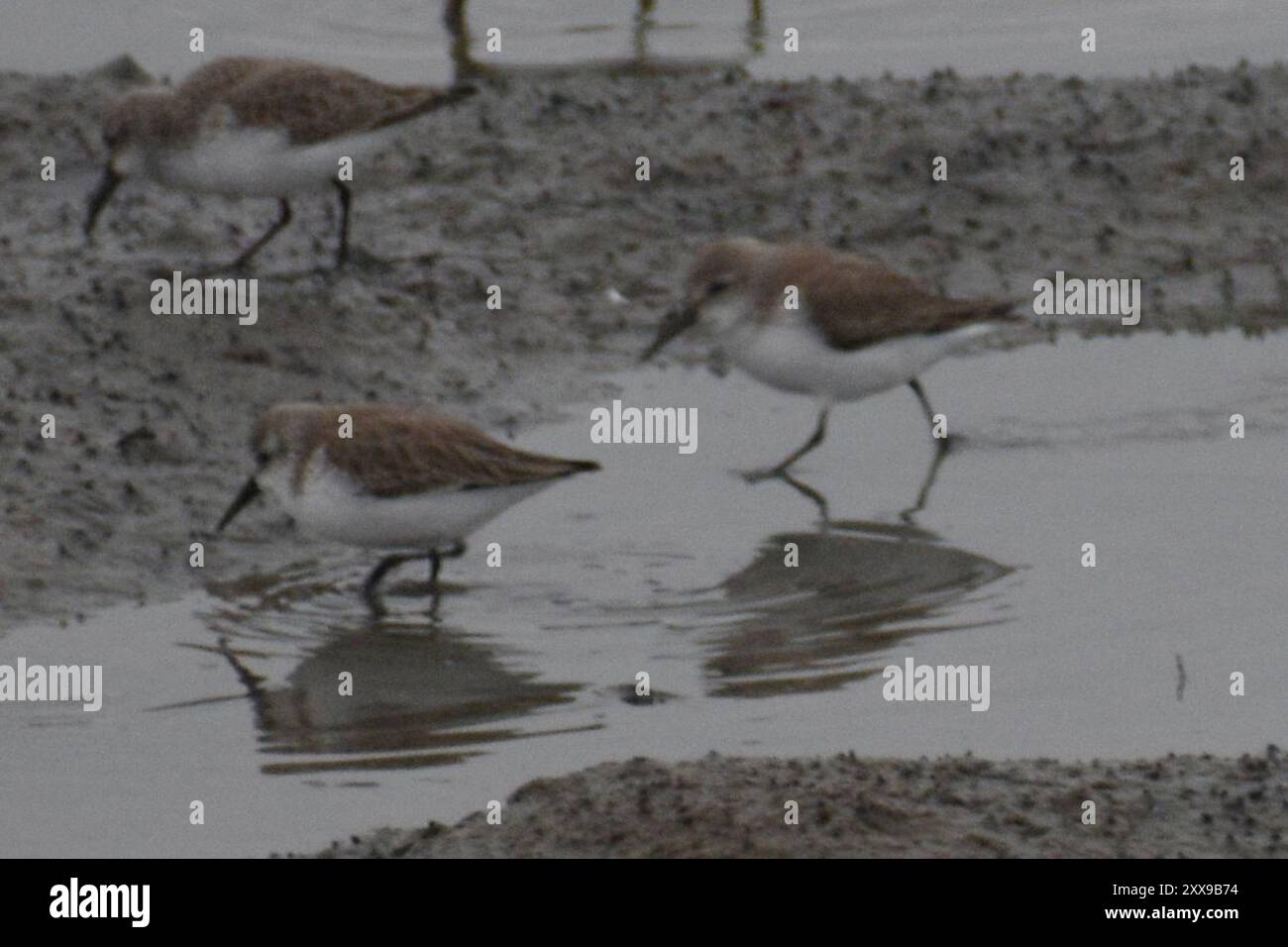 Western Sandpiper (Calidris mauri) Aves Stock Photo - Alamy