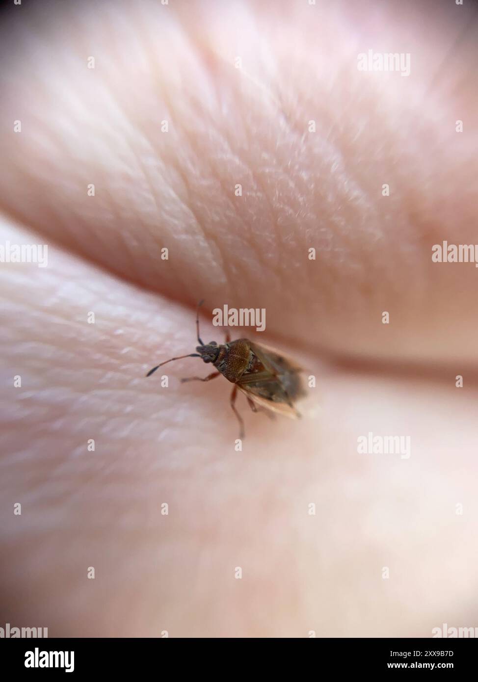 Birch Catkin Bug (Kleidocerys resedae) Insecta Stock Photo - Alamy