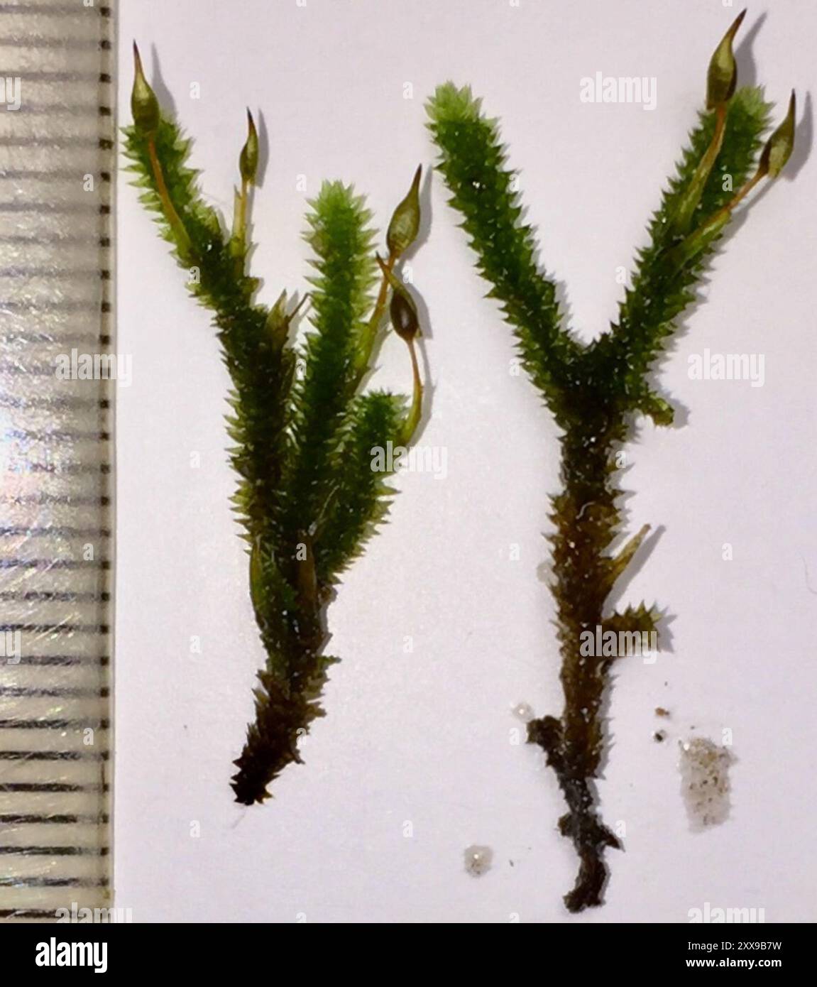 smooth hook moss (Leucodon julaceus) Plantae Stock Photo - Alamy