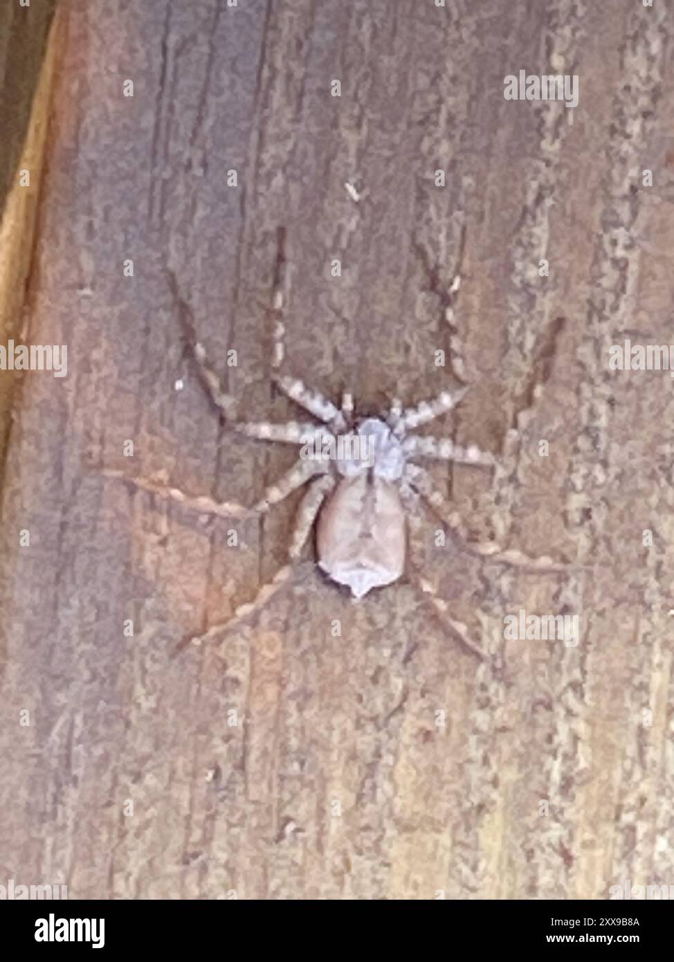 Crescent-eyed Spiders (Selenops) Arachnida Stock Photo - Alamy