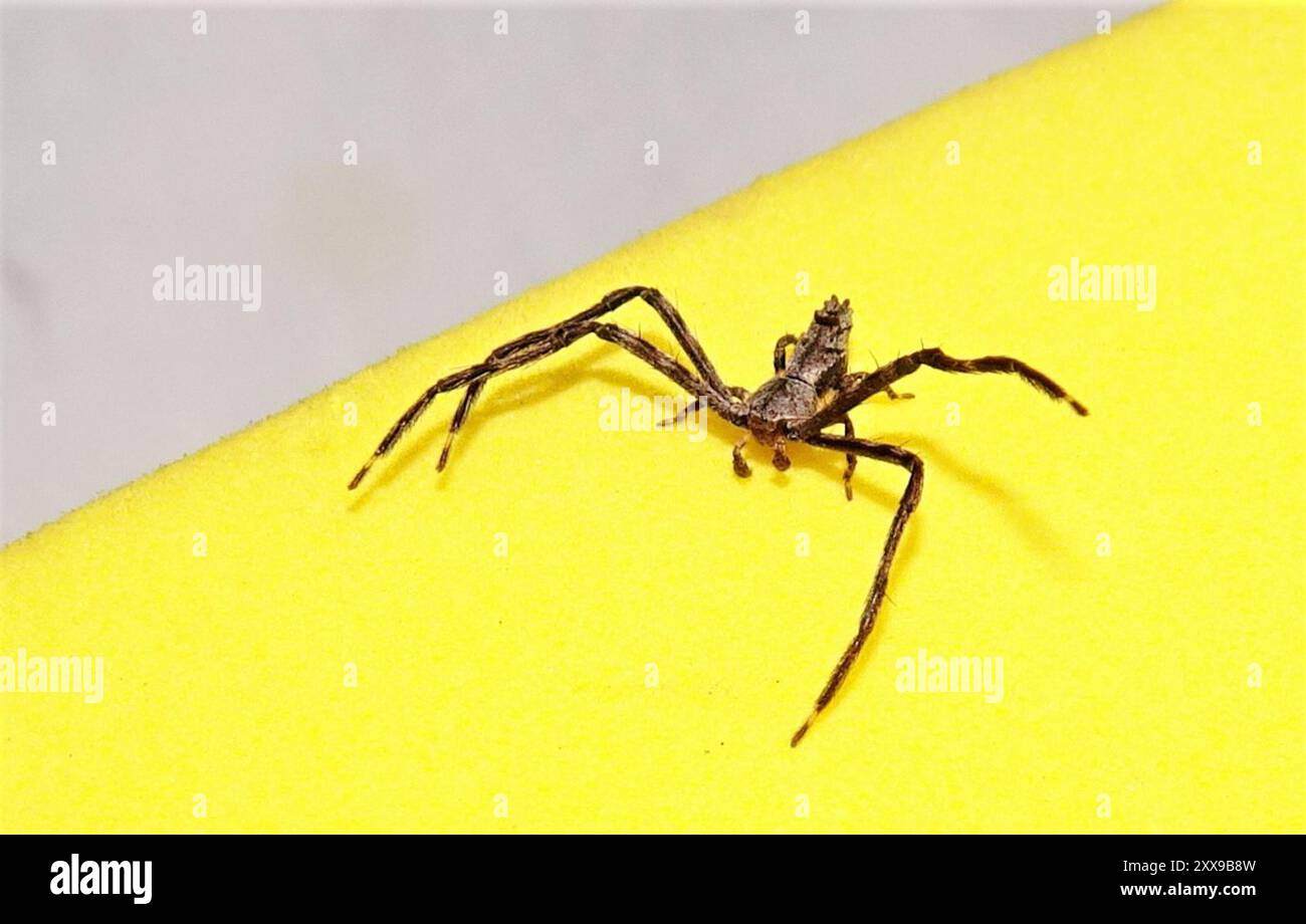 Square-ended Crab Spiders (Sidymella) Arachnida Stock Photo - Alamy