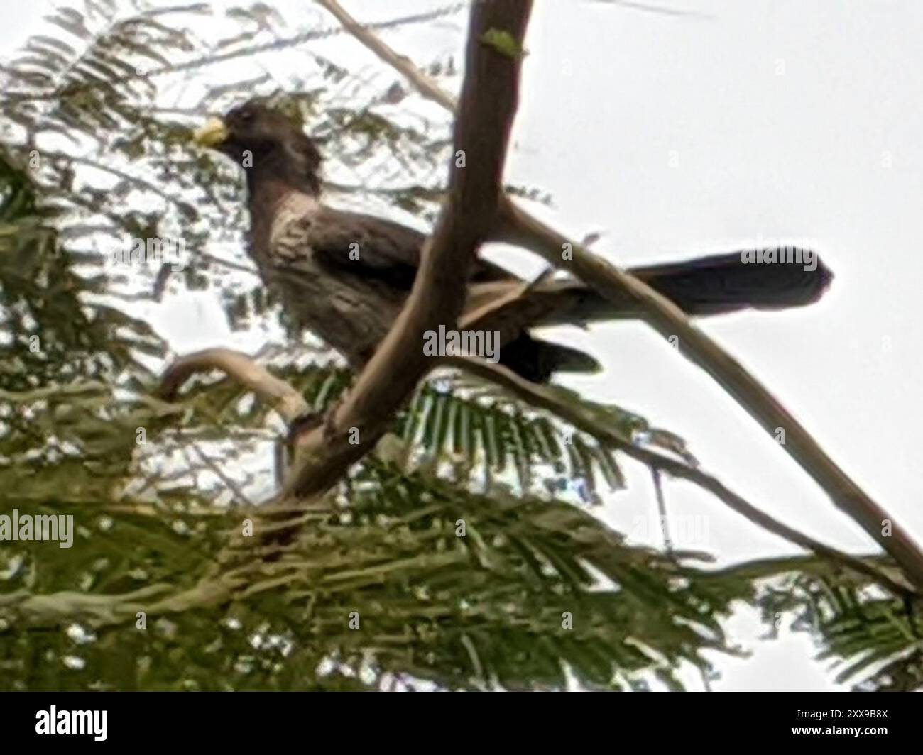 Western Plantain-eater (Crinifer piscator) Aves Stock Photo - Alamy