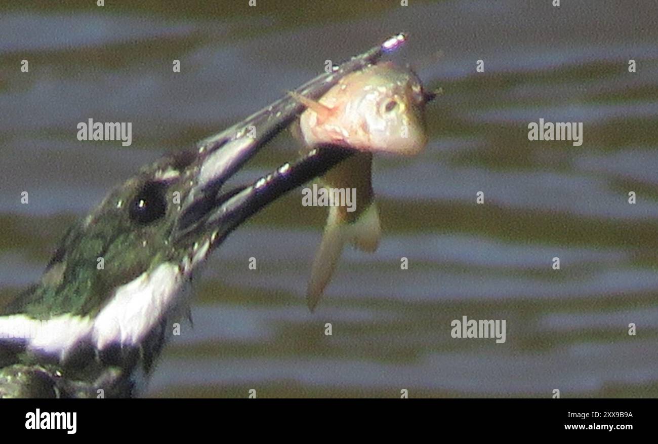 Toothless Characins (Curimatidae) Actinopterygii Stock Photo - Alamy