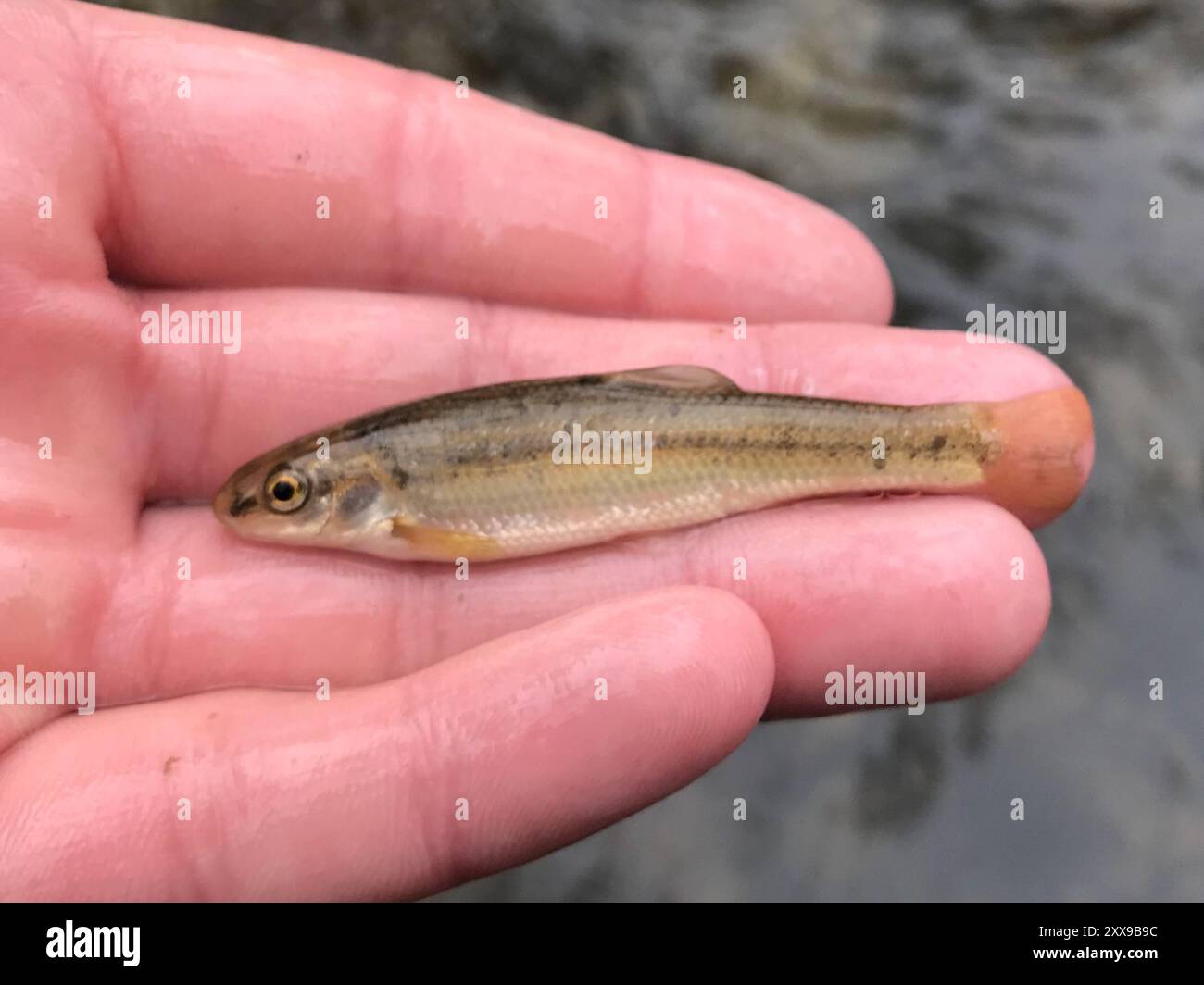 Central Stoneroller (Campostoma anomalum) Actinopterygii Stock Photo ...