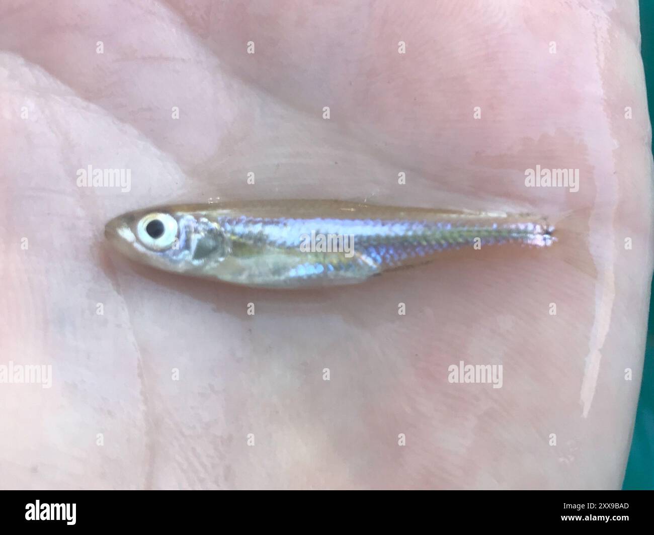Texas Shiner (Notropis amabilis) Actinopterygii Stock Photo - Alamy