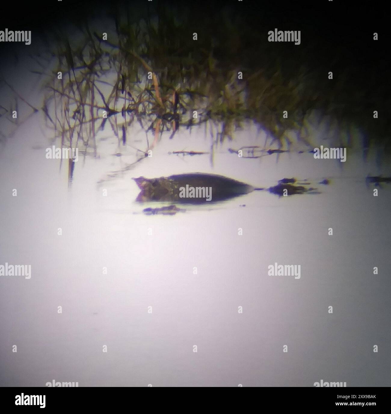 Florida Softshell Turtle (Apalone ferox) Reptilia Stock Photo - Alamy