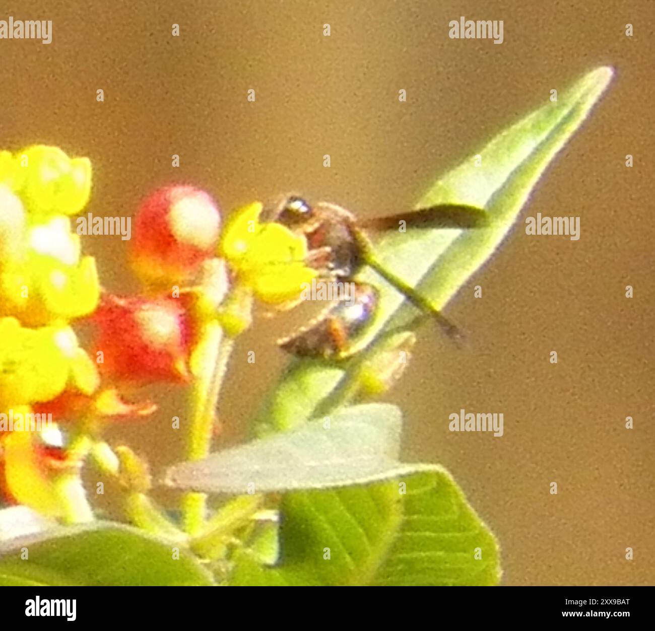 Red-marked Pachodynerus Wasp (Pachodynerus erynnis) Insecta Stock Photo ...
