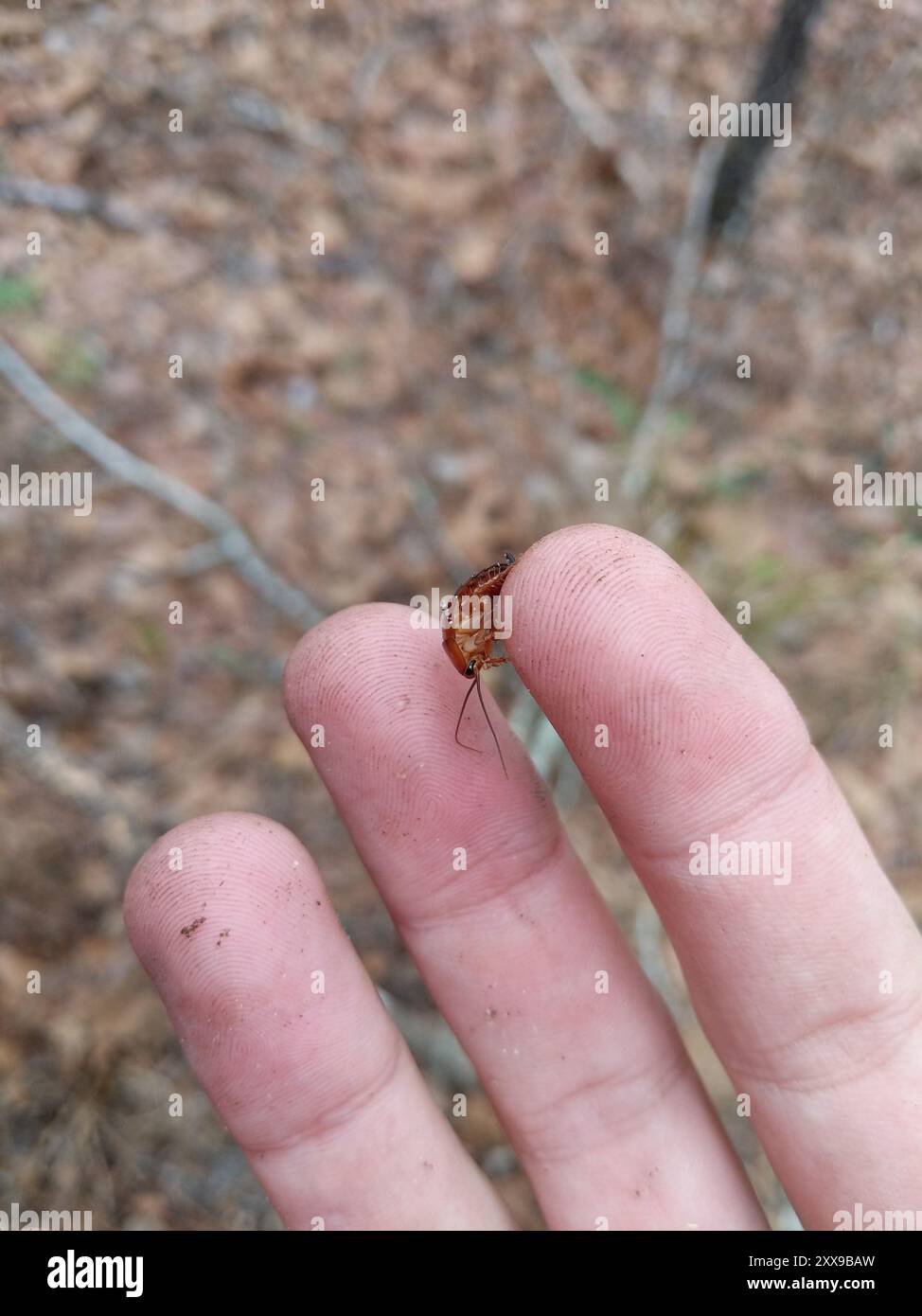 North American Wood Cockroaches (Parcoblatta) Insecta Stock Photo - Alamy