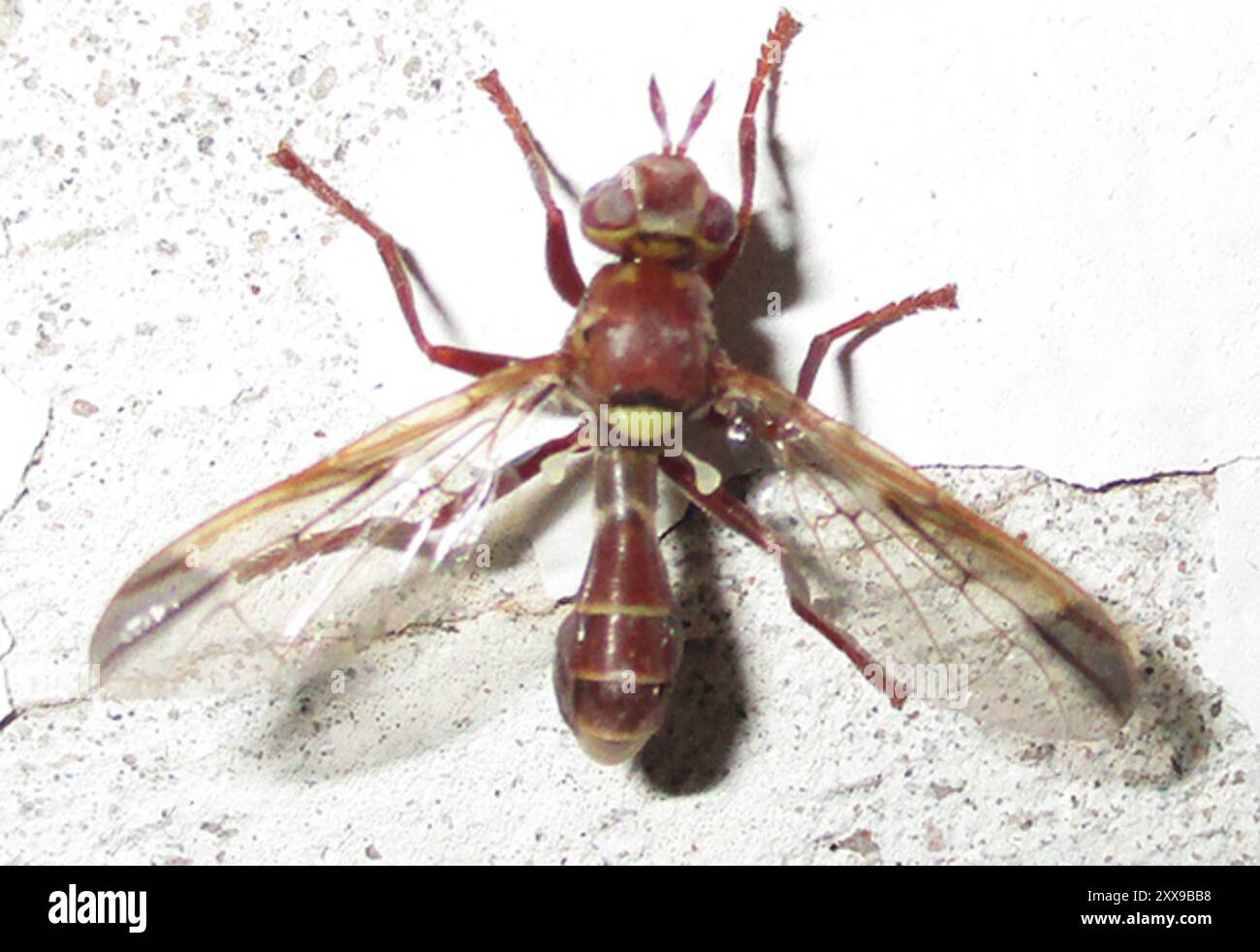Scarab Pursuing Flies (Pyrgotidae) Insecta Stock Photo - Alamy