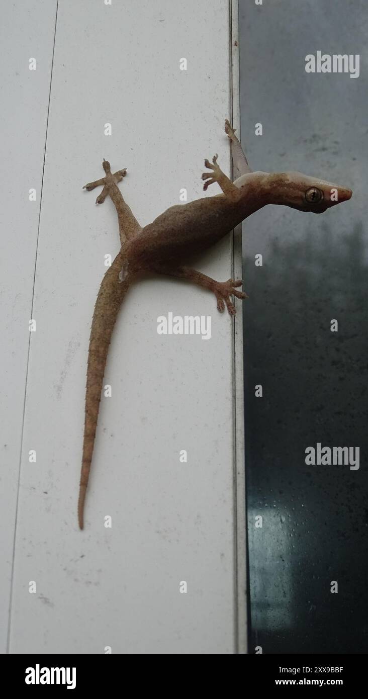 Asian House Gecko (Hemidactylus frenatus) Reptilia Stock Photo - Alamy