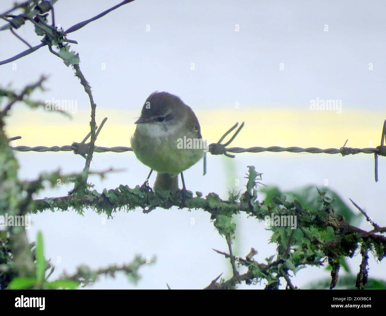 White-throated Tyrannulet (Mecocerculus leucophrys) Aves Stock Photo ...