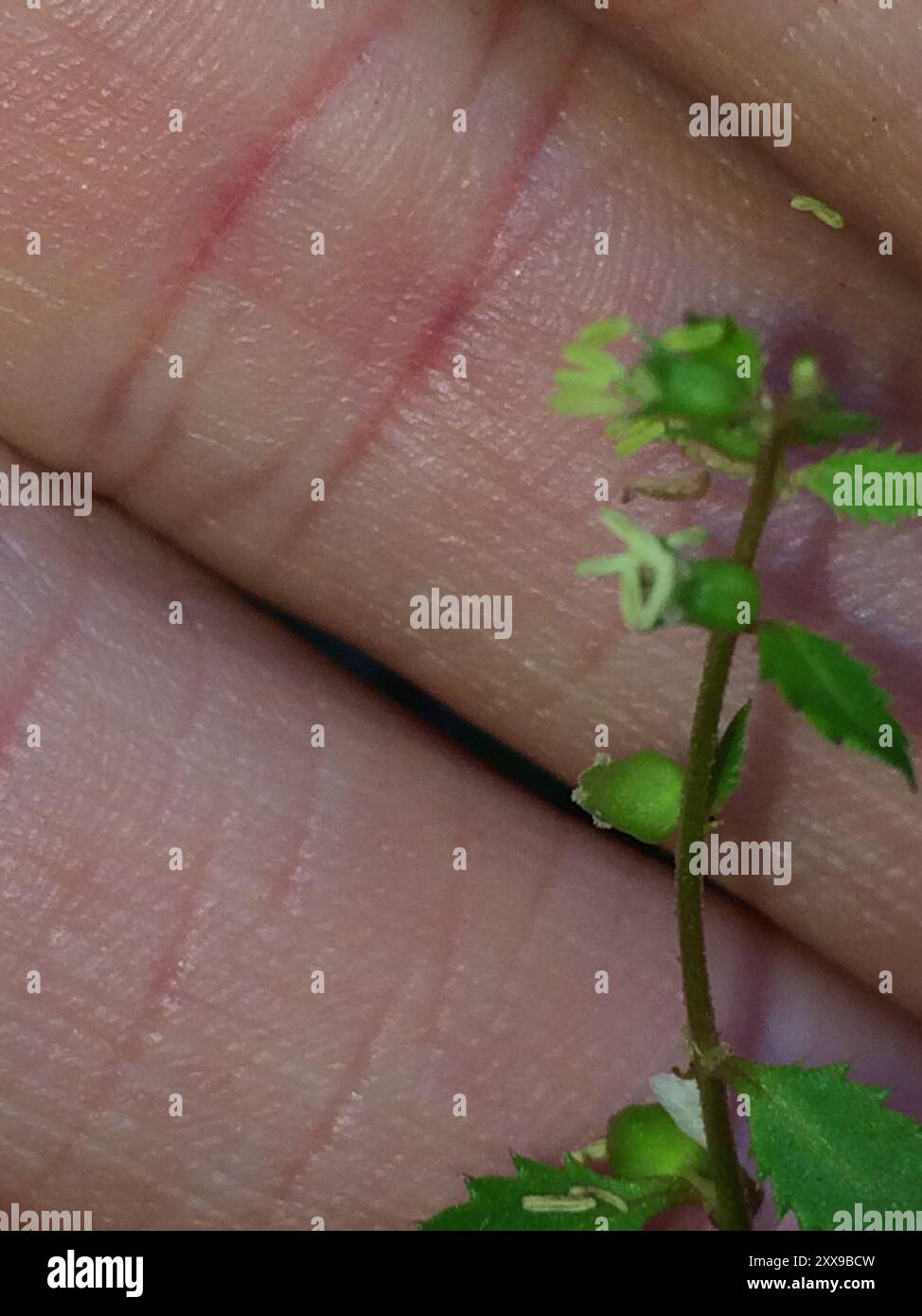 Shrubby Haloragis (Haloragis erecta) Plantae Stock Photo - Alamy