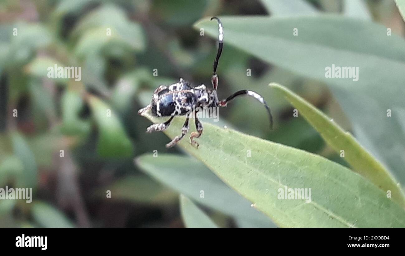 (Tessarecphora arachnoides) Insecta Stock Photo - Alamy