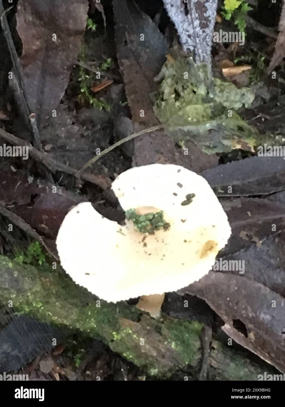 Fragrant Funnel (Clitocybe fragrans) Fungi Stock Photo - Alamy