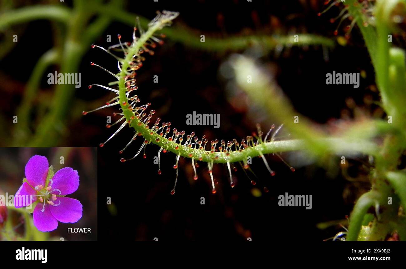 Indian Sundew (Drosera indica) Plantae Stock Photo - Alamy