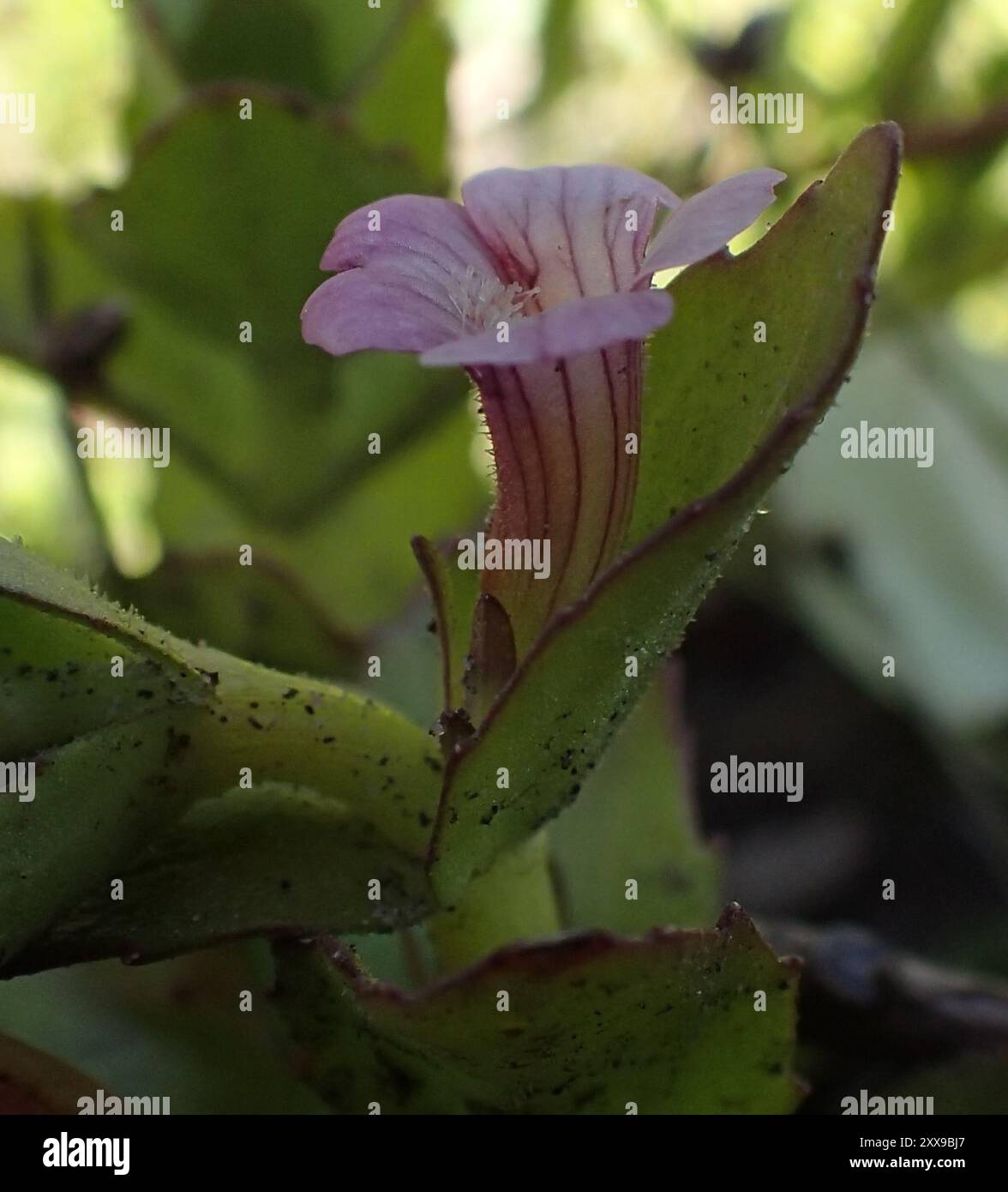 Austral Brooklime (Gratiola peruviana) Plantae Stock Photo - Alamy