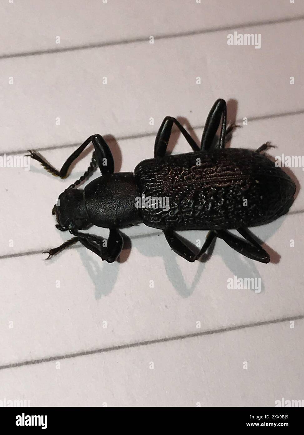 Roughened Darkling Beetle (Upis ceramboides) Insecta Stock Photo - Alamy