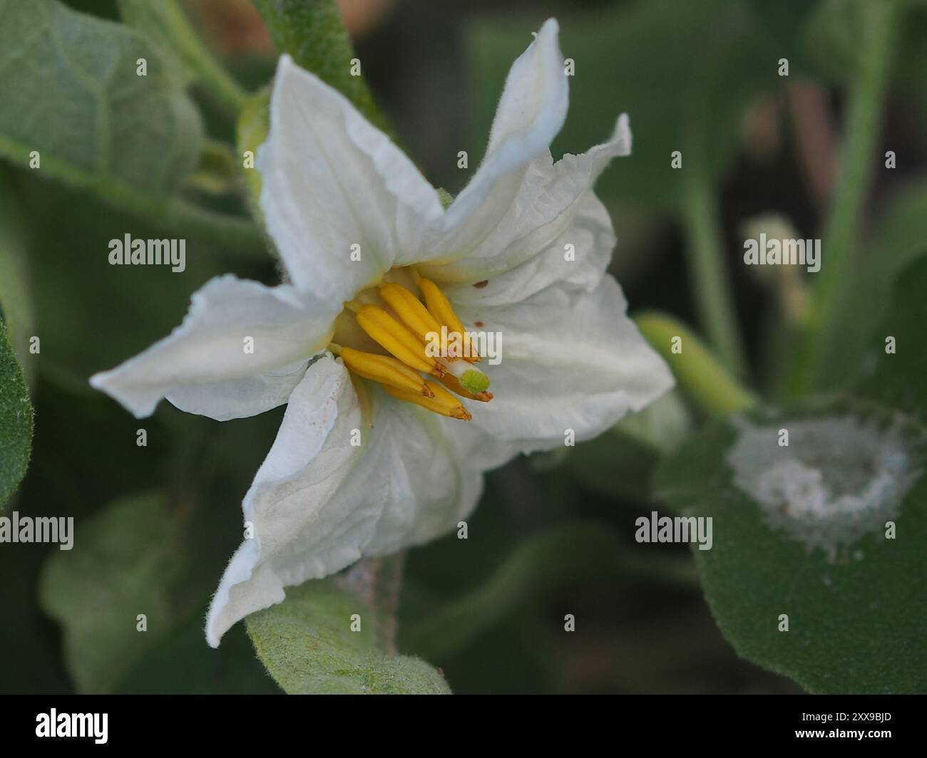 wild eggplant (Solanum insanum) Plantae Stock Photo - Alamy
