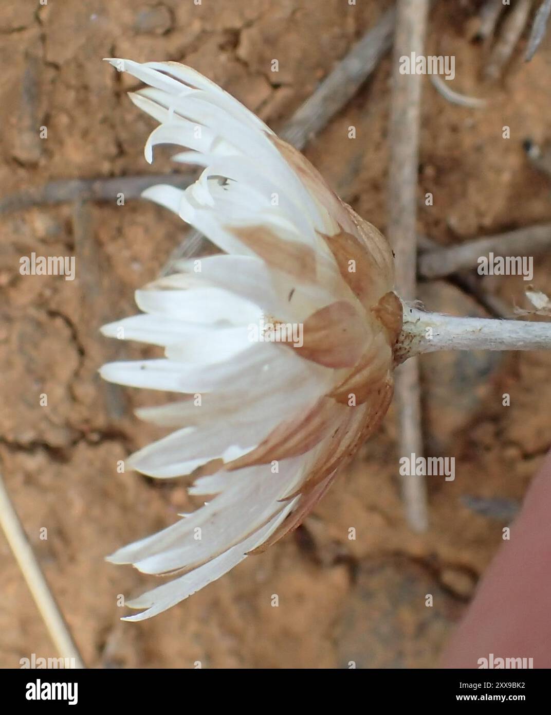 Silver Everlasting (Argentipallium dealbatum) Plantae Stock Photo - Alamy