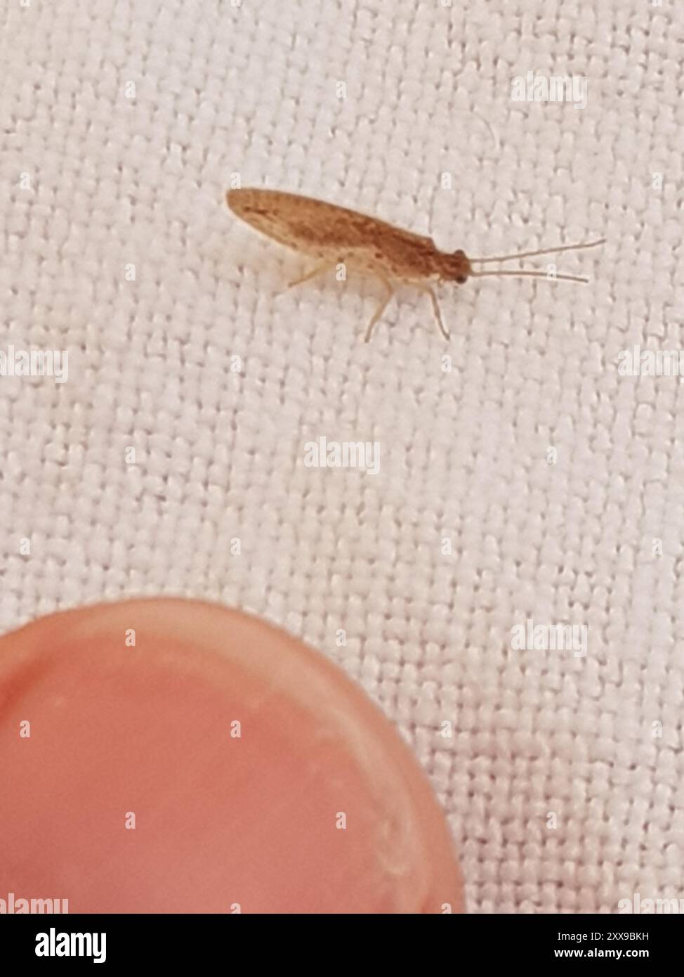 Tasmanian Brown Lacewing (Micromus tasmaniae) Insecta Stock Photo - Alamy