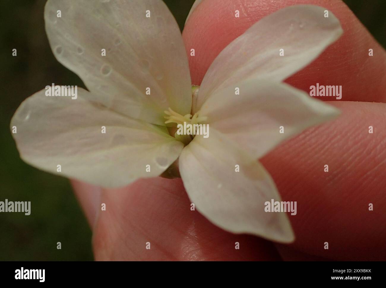 Lurid Storksbill (Pelargonium luridum) Plantae Stock Photo - Alamy