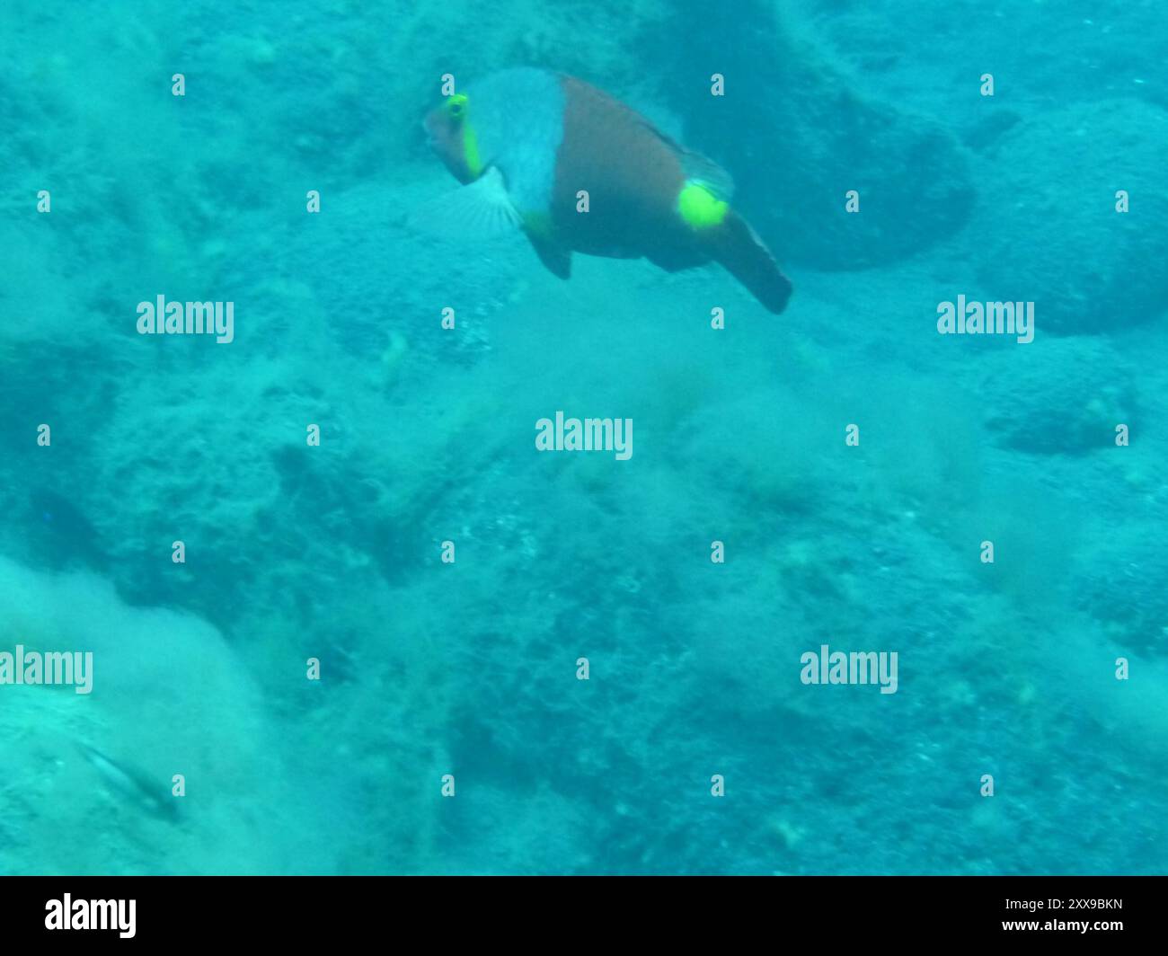 European Parrotfish (Sparisoma cretense) Actinopterygii Stock Photo - Alamy