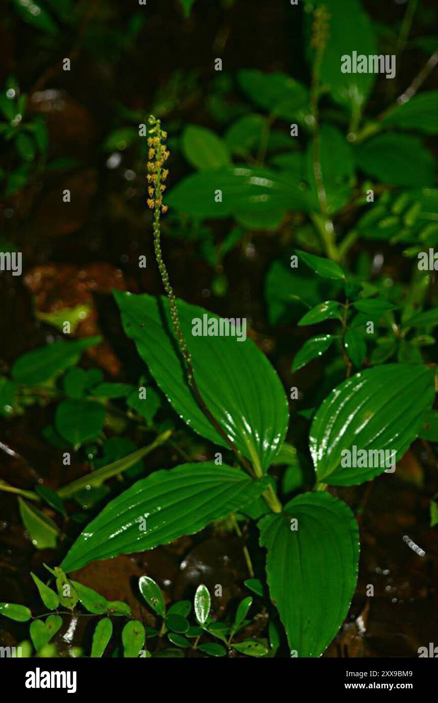 Colorful Malaxis (Malaxis versicolor) Plantae Stock Photo - Alamy