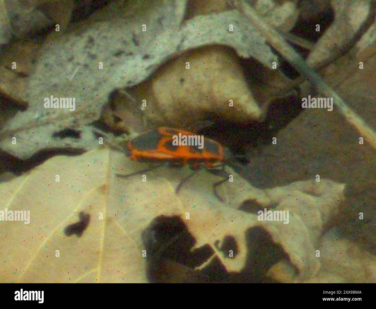 European Firebug (Pyrrhocoris apterus) Insecta Stock Photo - Alamy