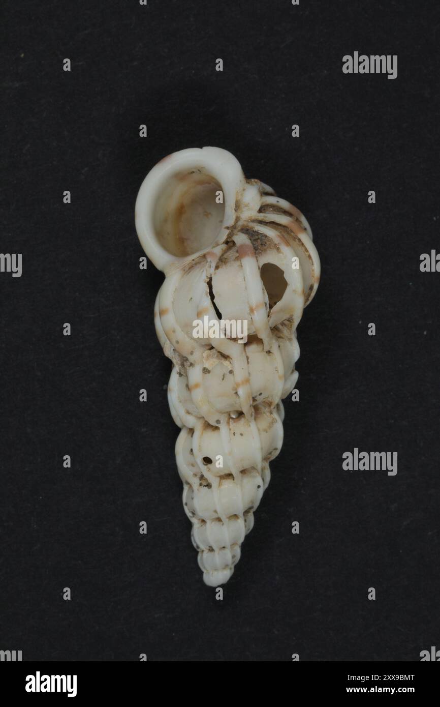 Common Wentletrap (Epitonium clathrus) Mollusca Stock Photo - Alamy