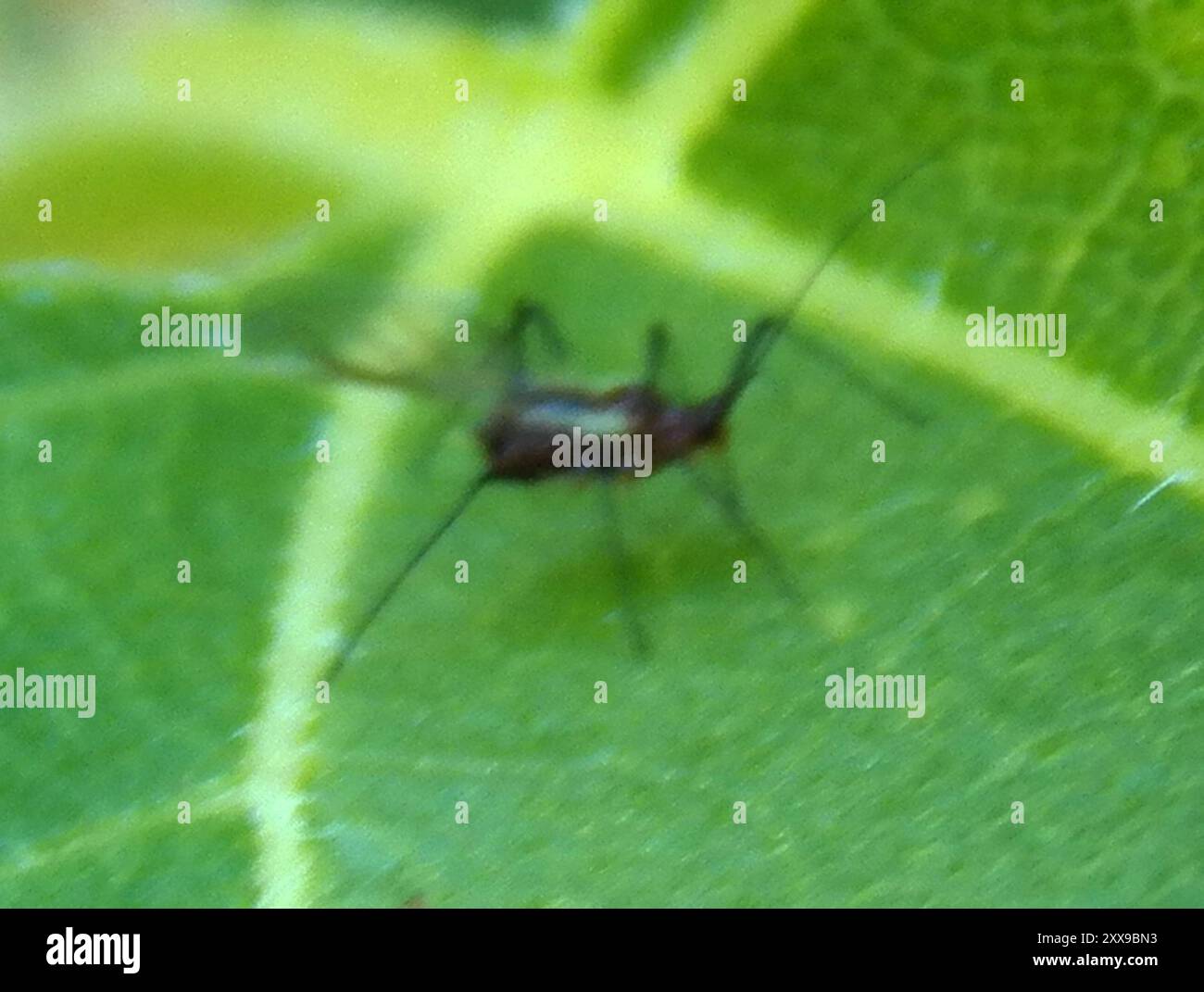 Aphids (Aphididae) Insecta Stock Photo - Alamy