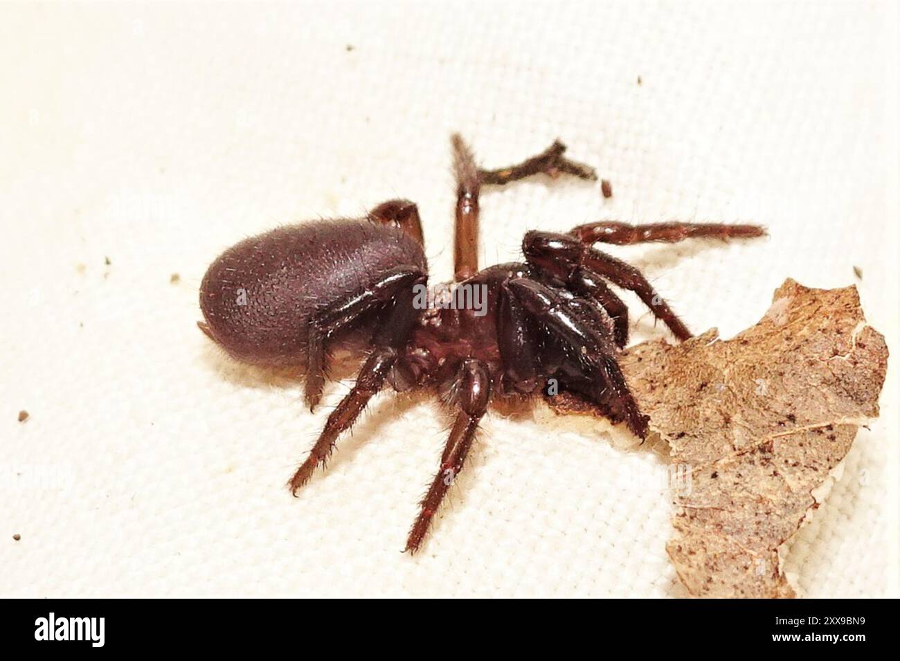 Darling Downs Funnel-web (Hadronyche infensa) Arachnida Stock Photo - Alamy