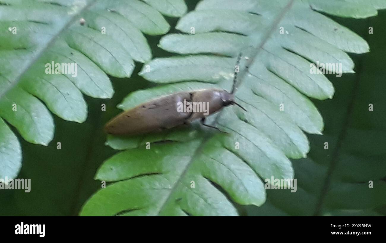 Click Beetles (Elateridae) Insecta Stock Photo - Alamy