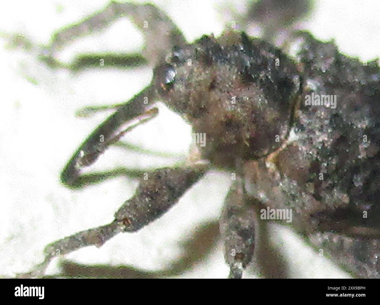 True Weevils (Curculionidae) Insecta Stock Photo - Alamy