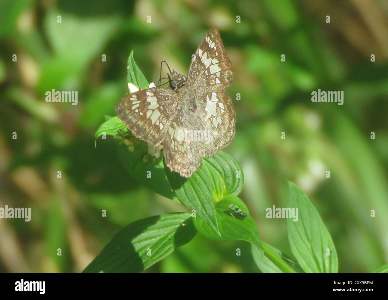 Glassy-winged Skipper (Xenophanes tryxus) Insecta Stock Photo - Alamy