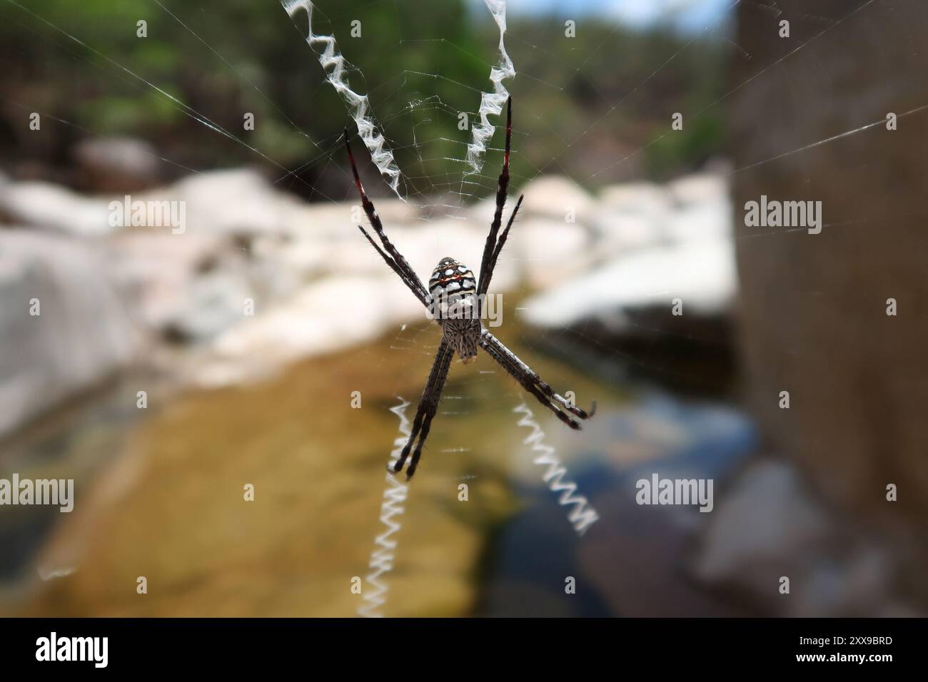 Painted Cross Spider (Argiope picta) Arachnida Stock Photo - Alamy