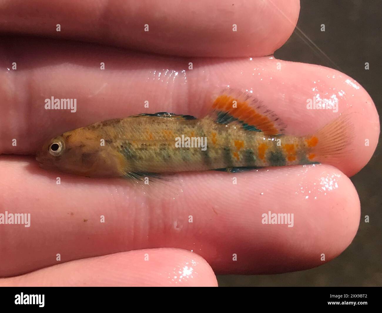 Orangethroat Darter (Etheostoma spectabile) Actinopterygii Stock Photo ...