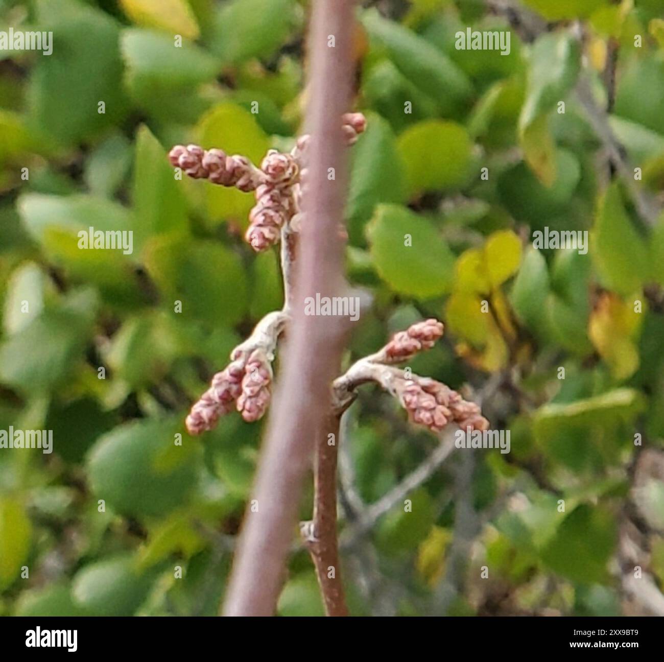 fragrant sumac (Rhus aromatica) Plantae Stock Photo - Alamy