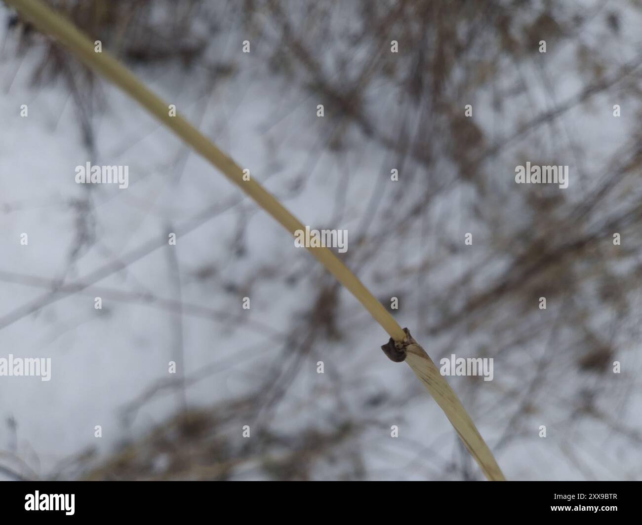 river wild rye (Elymus riparius) Plantae Stock Photo - Alamy