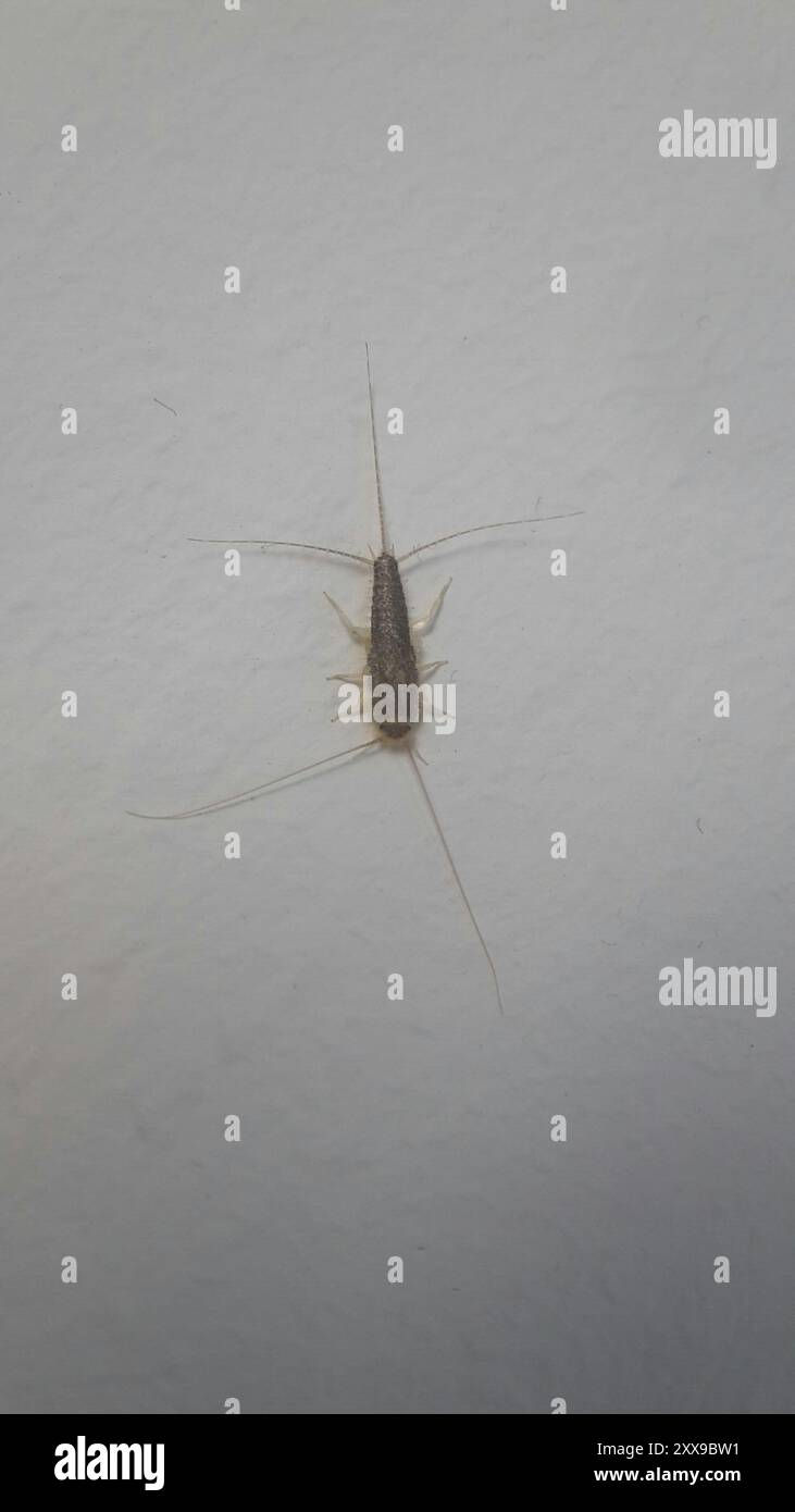 Long-tailed Silverfish (Ctenolepisma longicaudatum) Insecta Stock Photo ...