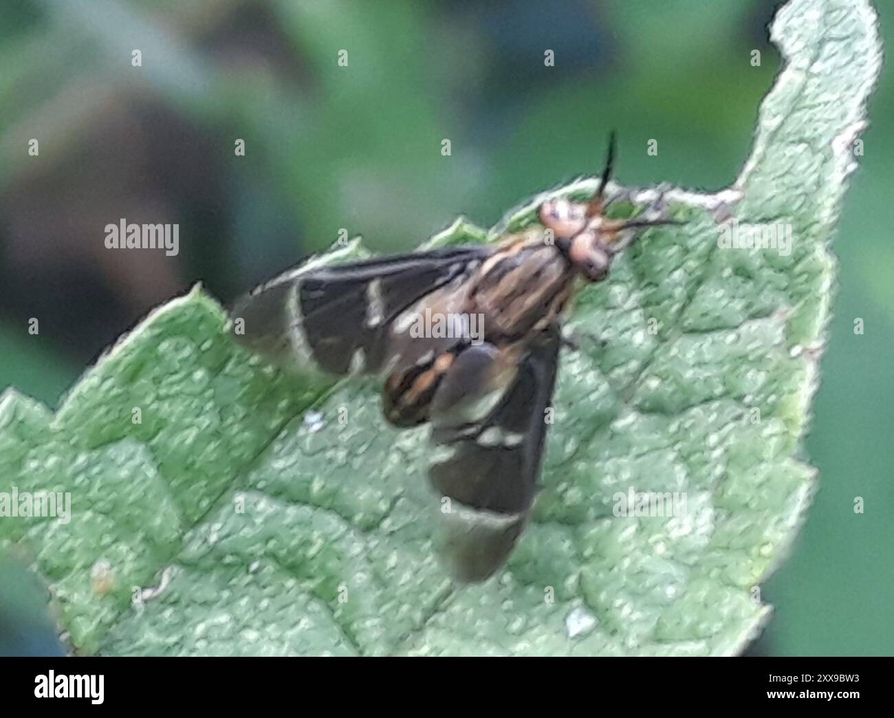 Deer Flies (Chrysops) Insecta Stock Photo - Alamy