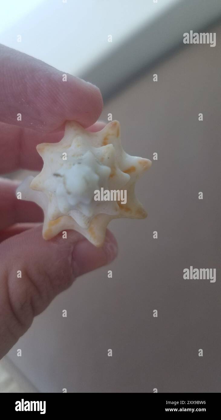 Queen Conch (Aliger gigas) Mollusca Stock Photo - Alamy