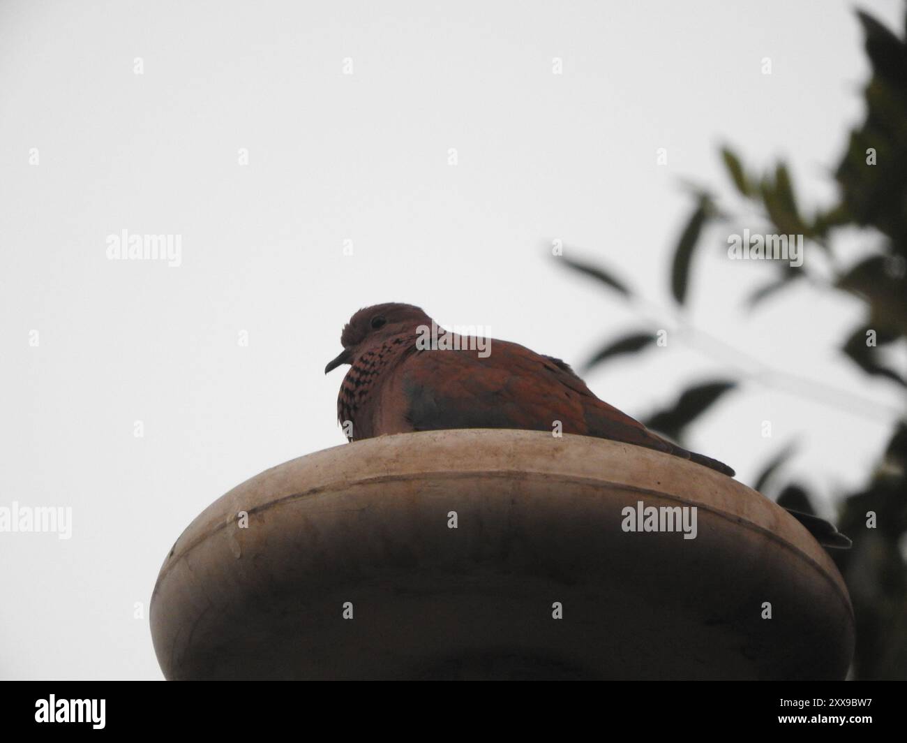 Laughing Dove (Spilopelia senegalensis) Aves Stock Photo - Alamy
