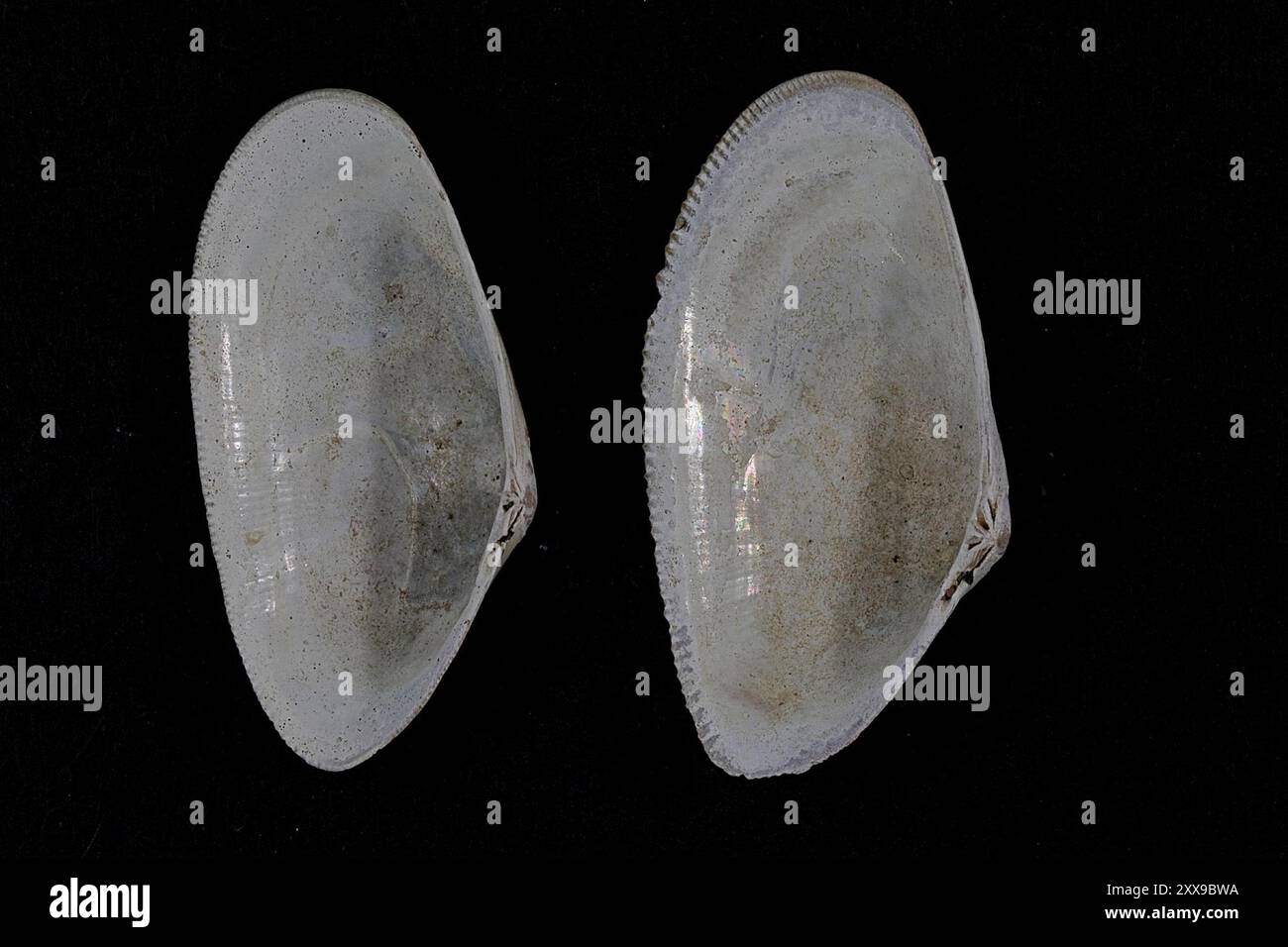 Banded wedge shell hi-res stock photography and images - Alamy