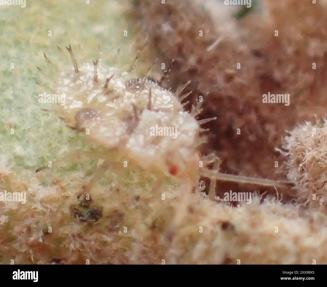 Lace Bugs (Tingidae) Insecta Stock Photo - Alamy